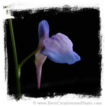 The wonderful world of Utricularia!!!! | Dendroboard